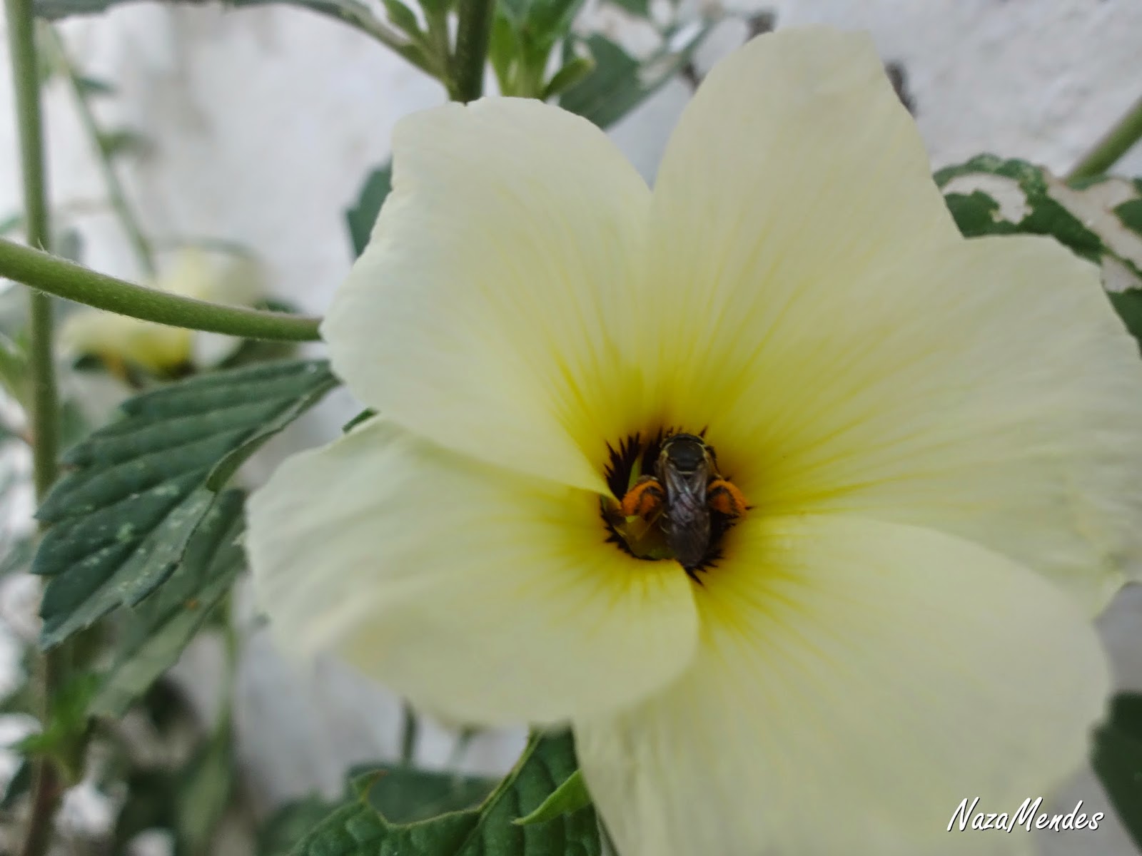 Brasil Insetos!!! Do Caçadores de Insetos!!!: Flor Chanana ou Xanana ...