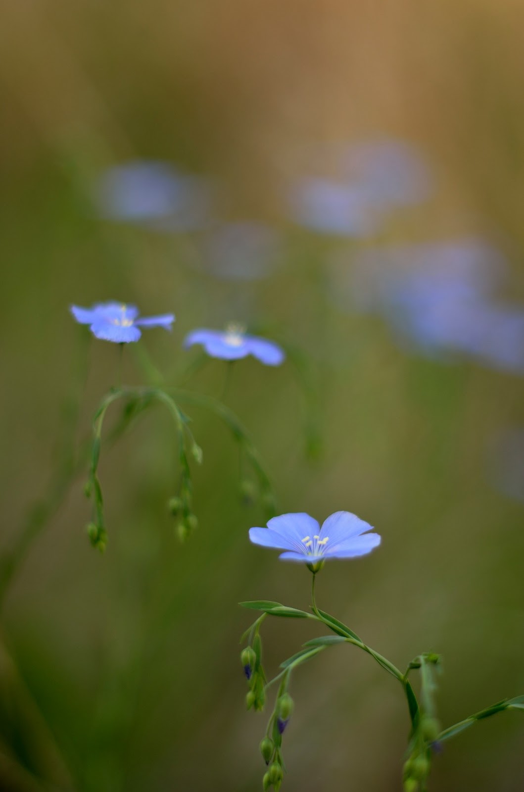 Mark Chitwood Photography: Prairie Flowers II