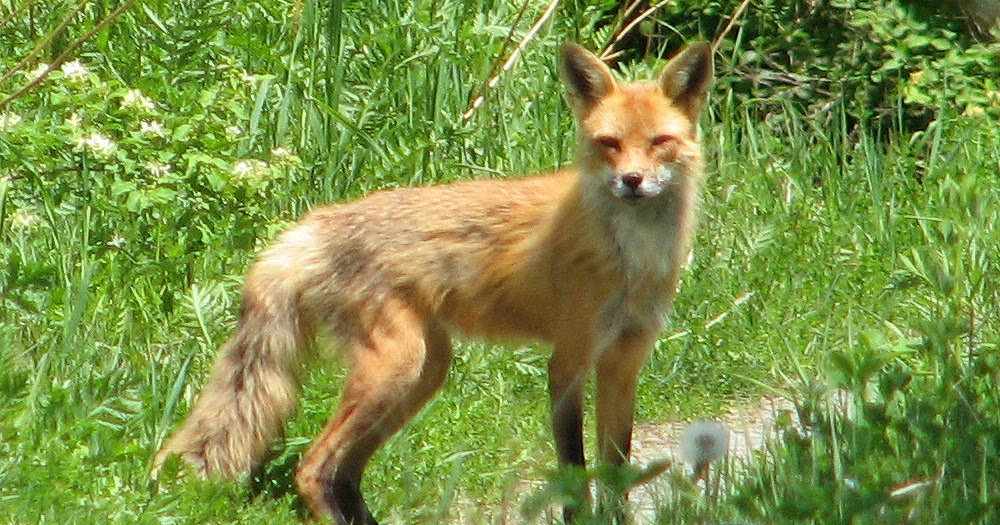 Abe's Animals: American red fox
