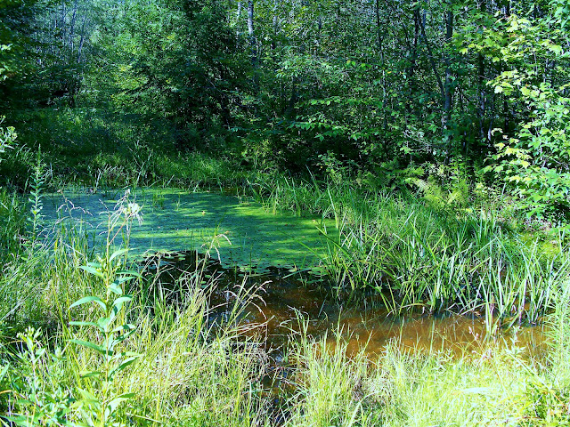 organic aspirations: A Tour of Timberdoodle