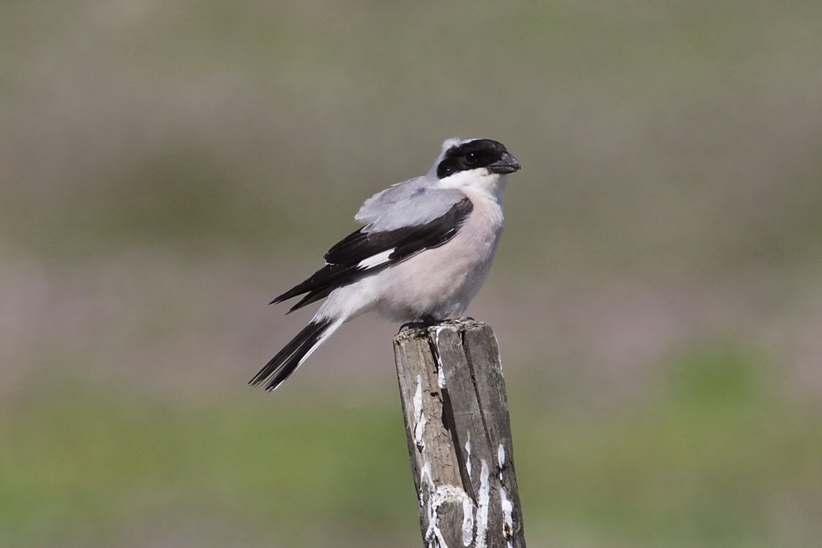 De Vogelaars: Kleine Klapekster in de Elsgeesterpolder, Voorhout (ZH ...
