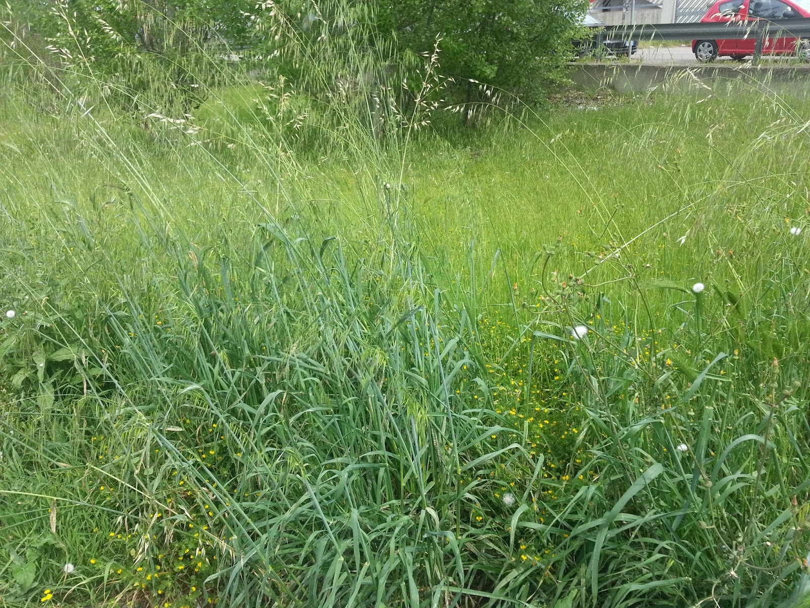 Per un pugno di “zziti” ovvero di spighette distiche di avena selvatica ...