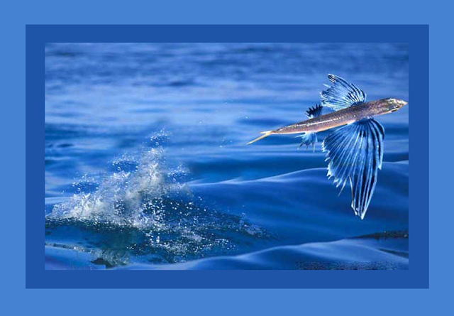 ΧΕΛΙΔΟΝΟΨΑΡΟ (FLYING FISH) photos - wallpapers | the fun bank