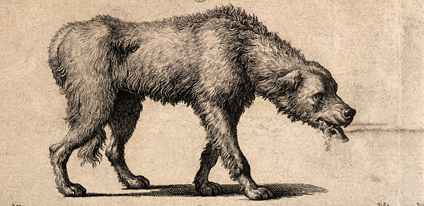 The Rabies - A Guide To Know