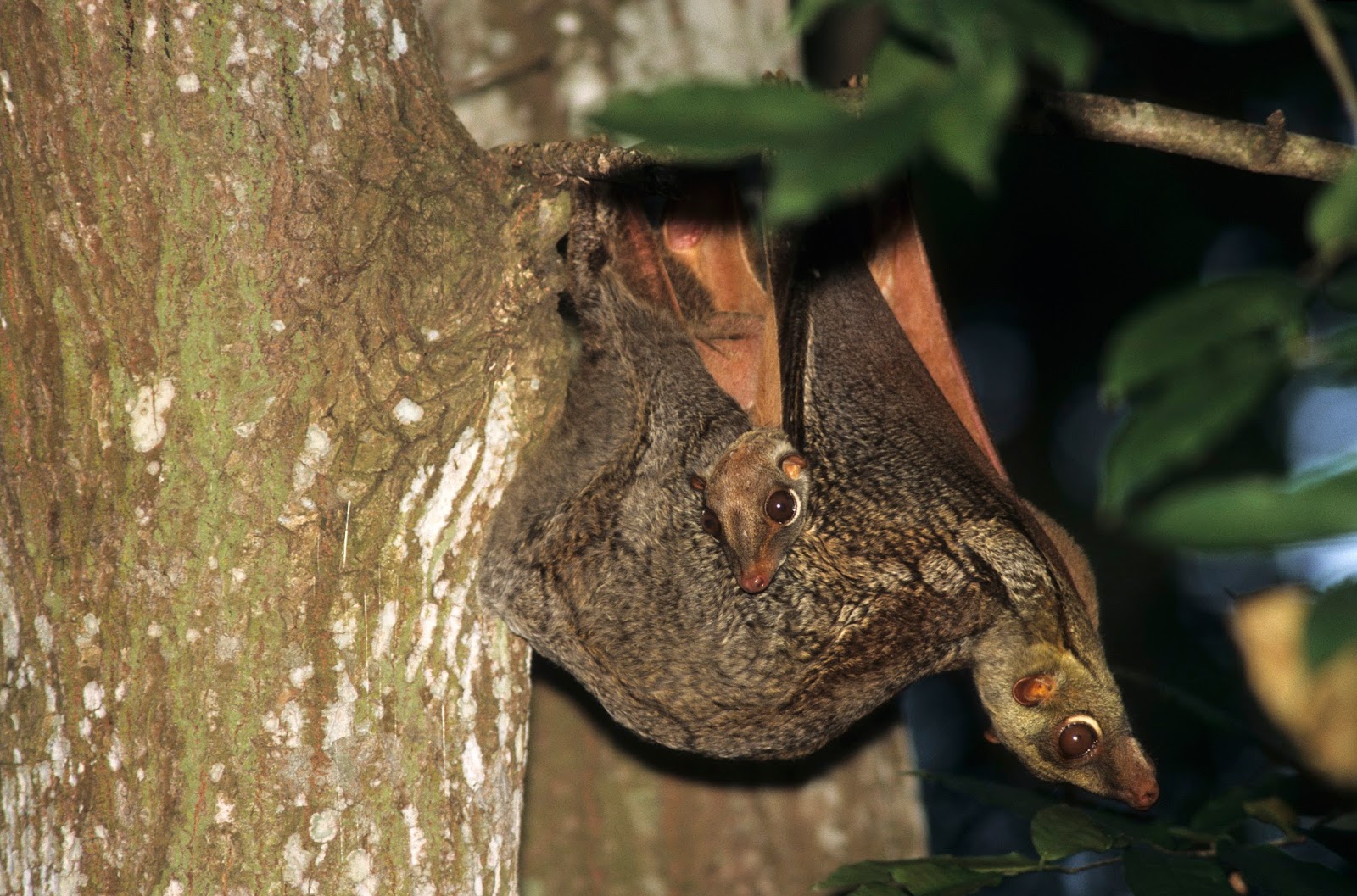 KRIS HELGEN CASE: ANATOMY OF A BOTCHED INVESTIGATION (AND SOME COOL ...