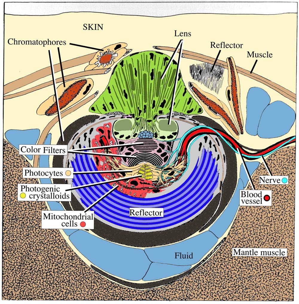 Furahan Biology and Allied Matters: Big Bad Flashy Fish (BBFF): the ...