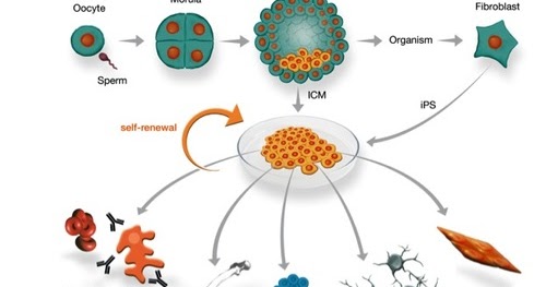 Mechanisms behind the cell differentiation