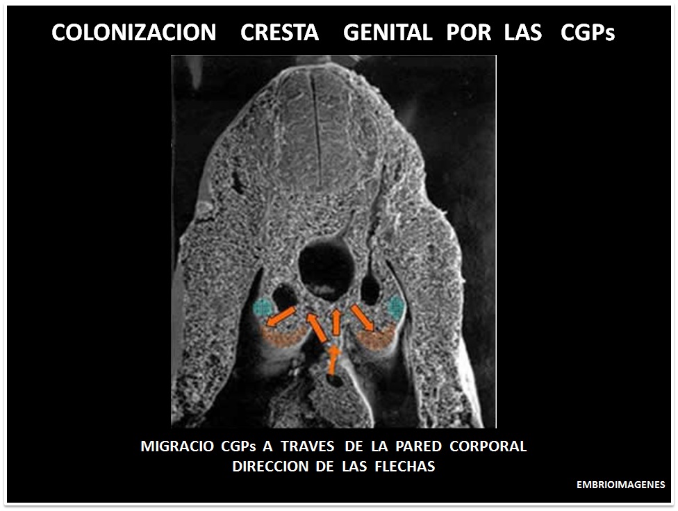 MANUAL DE REPRODUCCION BOVINA: EMBRIOLOGIA