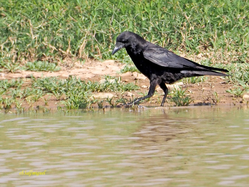 Miguel fotografia: Corneja común (Corvus corone)