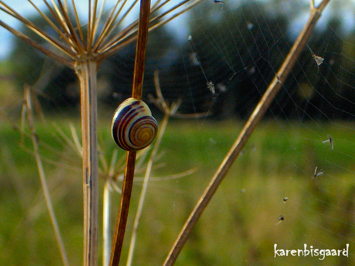 Karen`s Nature Photography: Snail Next to Spider Web with Trapped Insects.