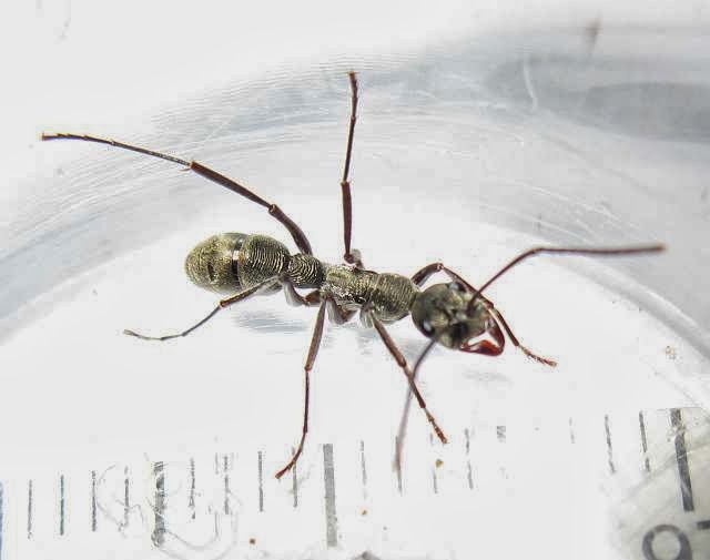 Photos and Info on Ants and Termites of Malaysia: The "Queenless" Ant ...
