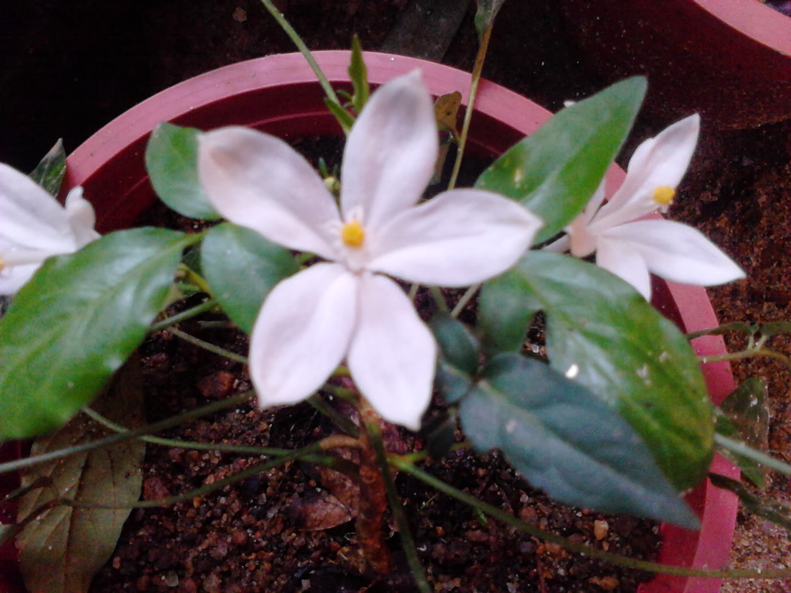 Munronia pinnata (wall) Binkohomba බිං කොහොඹ - Herbal Plants of Asia