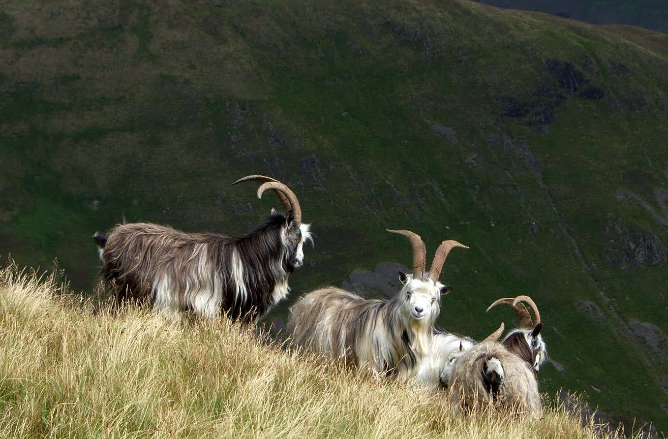 Tour Scotland: Tour Scotland Photograph Wild Goats Scottish Highlands