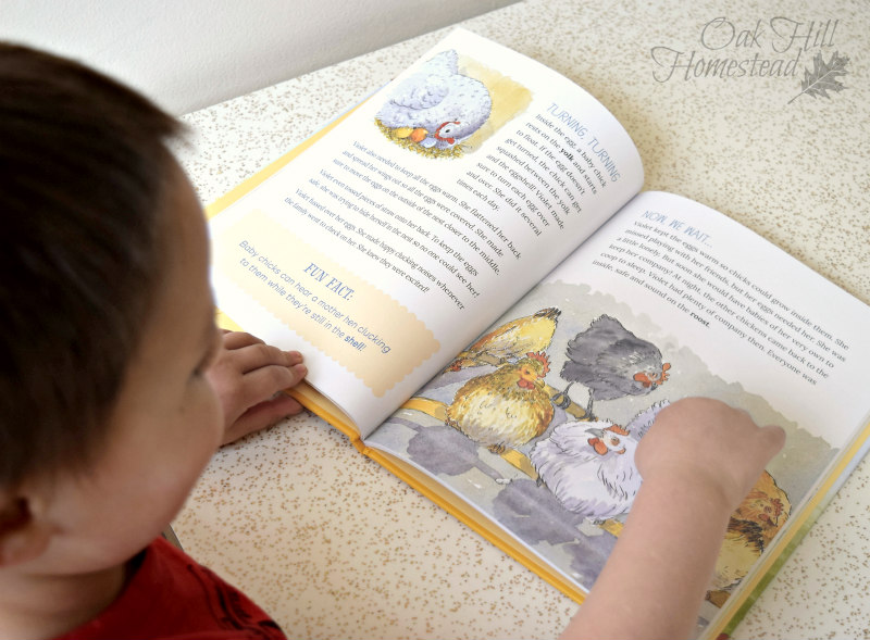 Let's Hatch Chicks! - A Review - Oak Hill Homestead