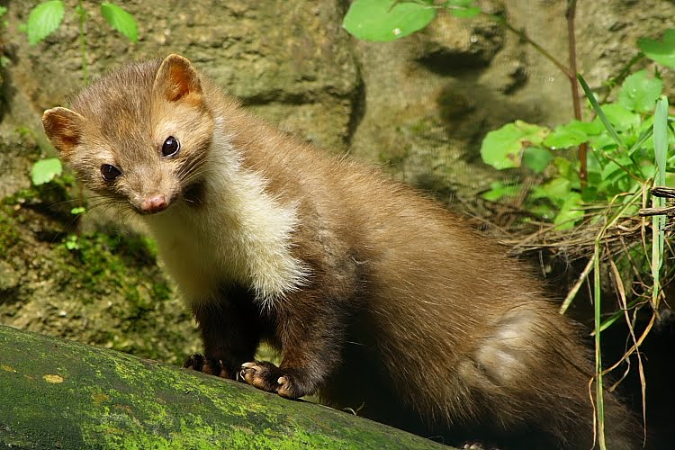 Clube das Fuinhas Comedoras de Avelã