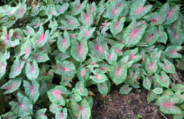 Pokok Keladi Hiasan Penyeri Halaman & Taman - BinMuhammad