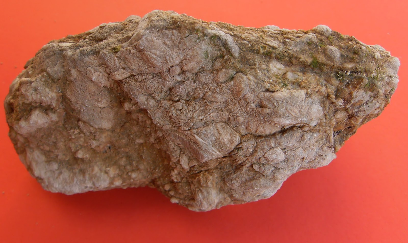 Fossils Pictures: Fossil Pictures : Foraminifera, Nummulites