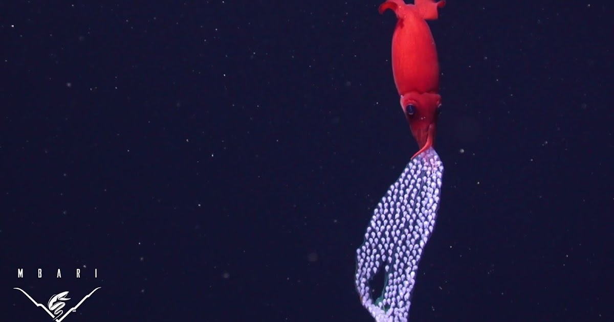 Real Monstrosities: Broody Squid