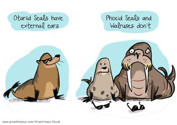 Green Humour: Seals and Walruses