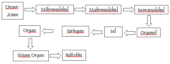 Hierarki Biomolekul ~ Advanced Insight
