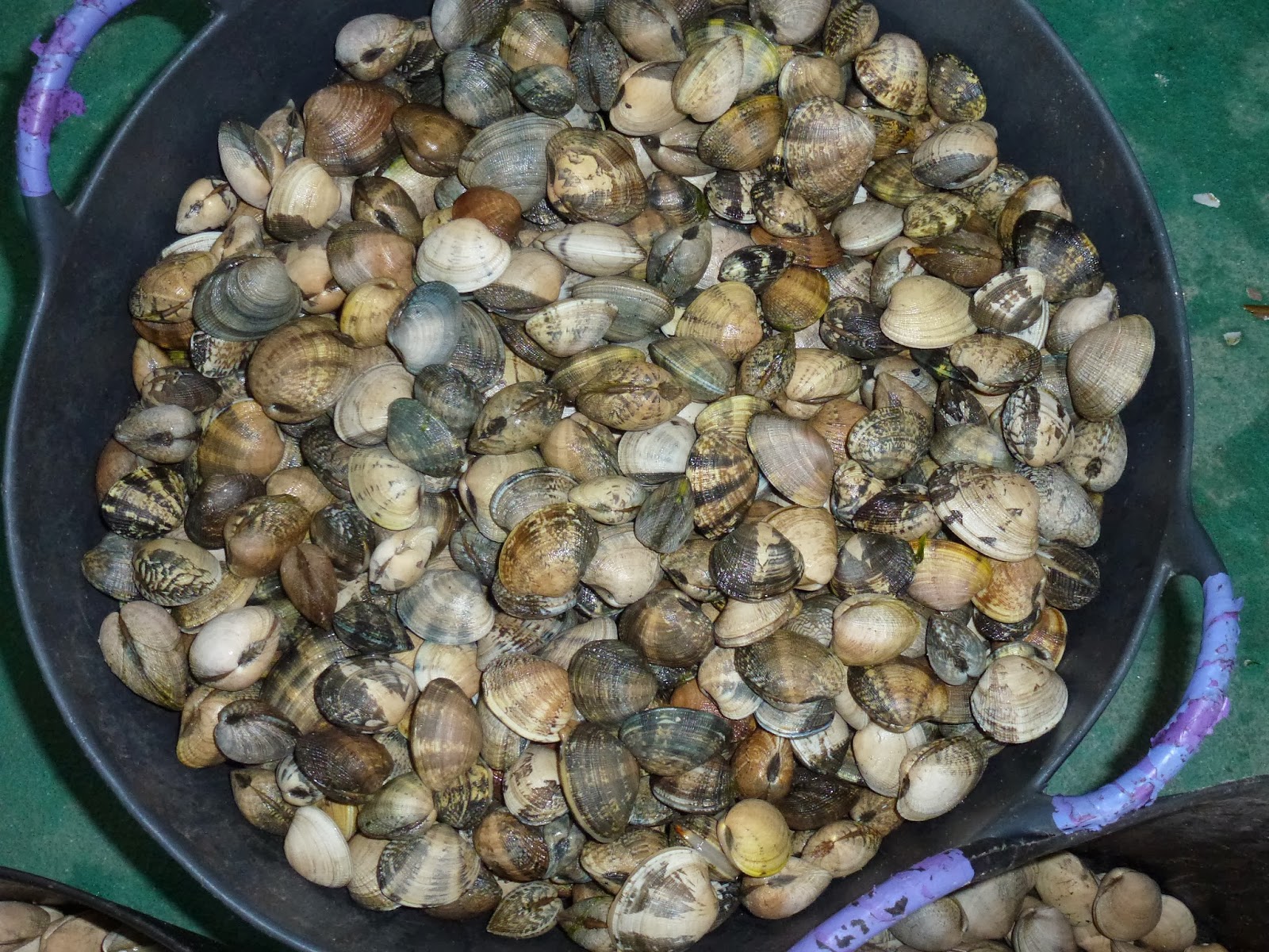 CUNCHAS DE ESTEIRO: Venerupis pullastra