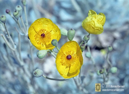 Bonnie Rannald's Photo-Explorations in focus with nature. : Las Vegas ...