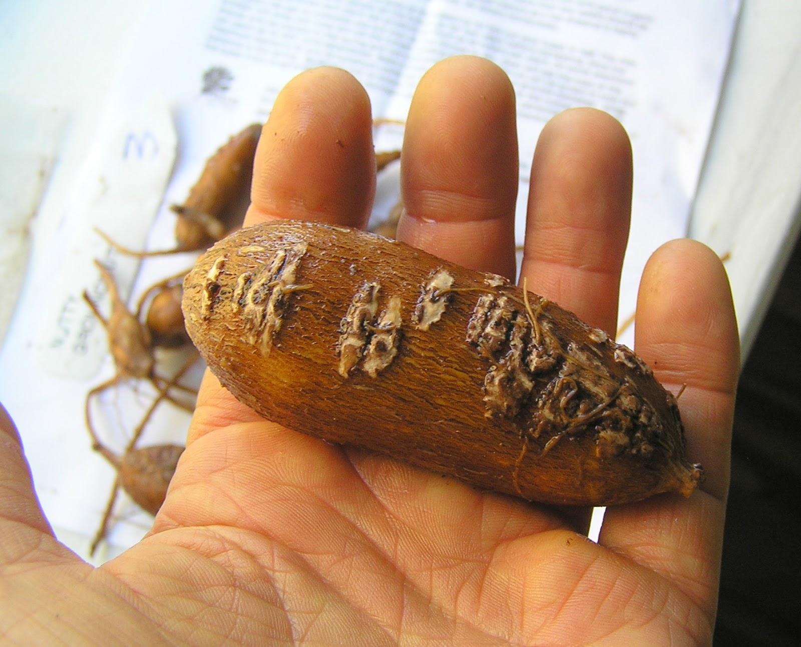 Rare Edible Root Crops: My apios
