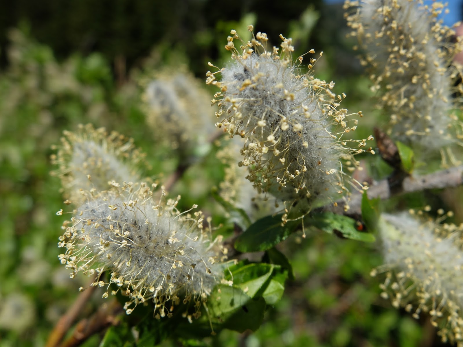 TravelMarx: Grand Park Hike - Mt Rainier National Park