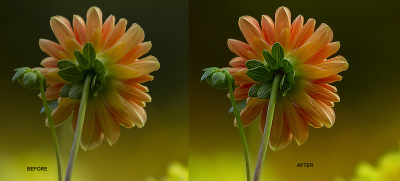 Anything Creative: Flower photo enhancement in Photoshop - Tutorial