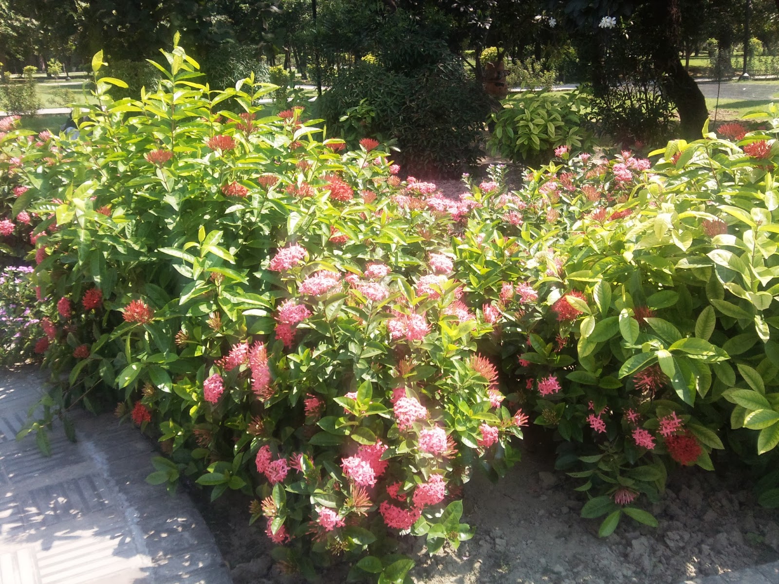 Life,films and nostalgia: Ixora Flowers - Ixora Nora Grant & Ixora Pink ...