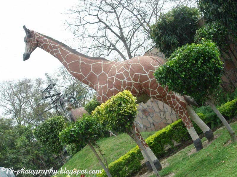 Animals Models | Nature, Cultural, and Travel Photography Blog