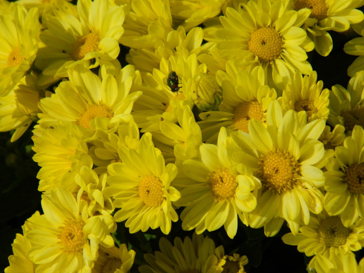 LA MULTI ANI, ROMANIA!: Crizanteme galbene