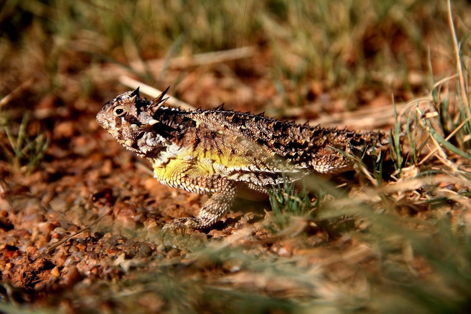 The Kansas Outback: 2018