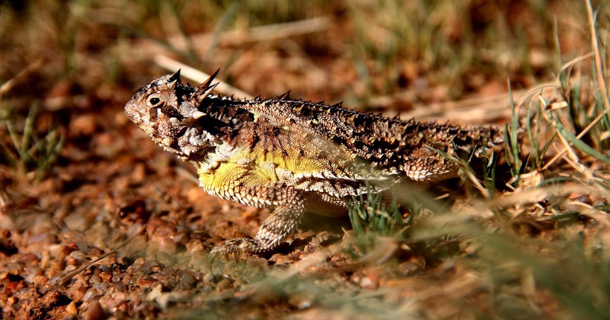 The Kansas Outback: In Honor of Horny Toads