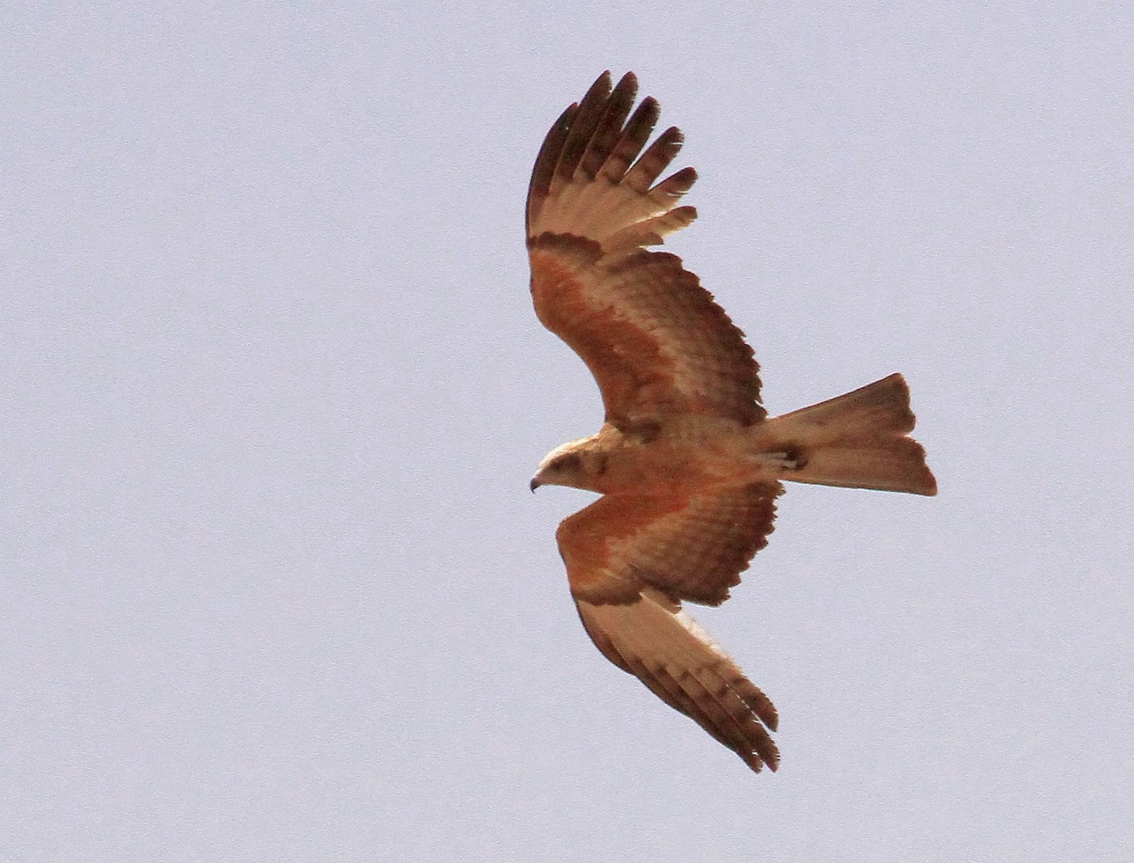 Richard Waring's Birds of Australia: Square-tailed Kite photos from ...