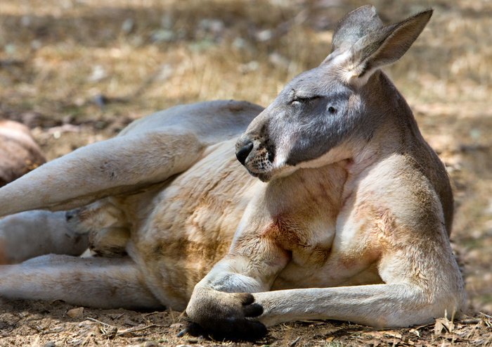 Kangaroo | Animal State