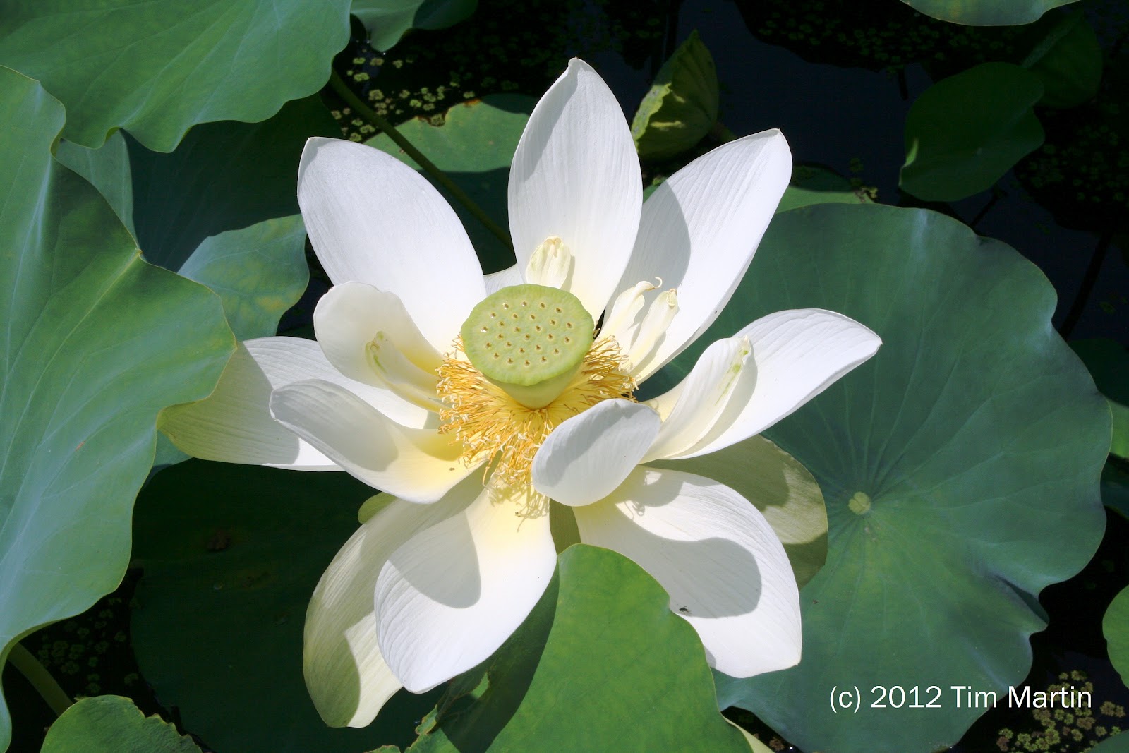 A Chef in the Garden: Atlanta Botanical Garden