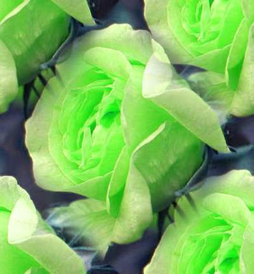 COLORS OF ROSES: GREEN ROSES