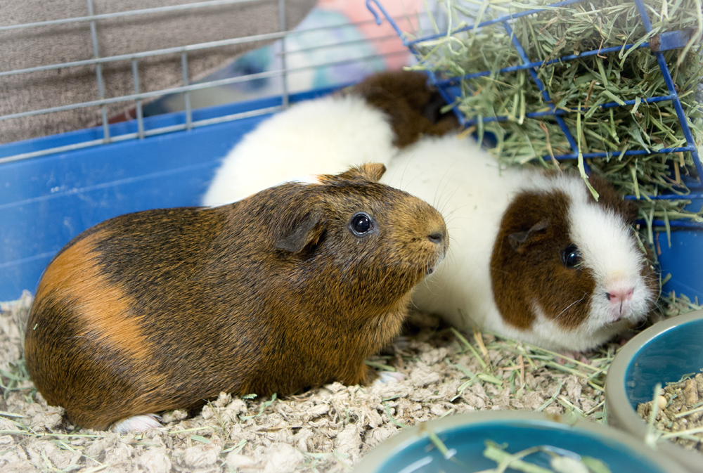 Shelter Dogs of Portland: " ORANGE JULIA" (and sisters) cute Guinea Pigs
