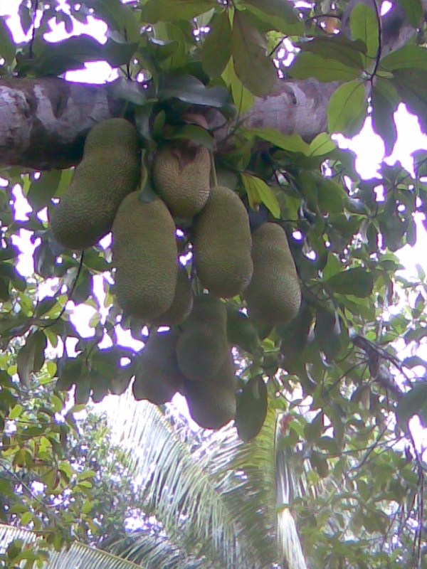 CARA BERCOCOK TANAM YANG BAIK: CARA MENANAM CEMPEDAK YANG BAIK DAN BENAR