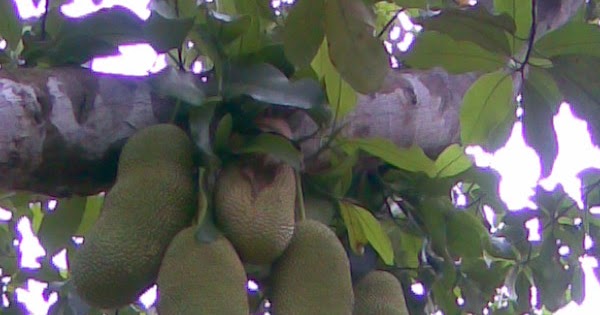 CARA BERCOCOK TANAM YANG BAIK: CARA MENANAM CEMPEDAK YANG BAIK DAN BENAR