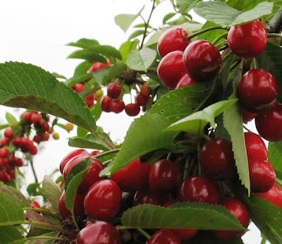 Disciplina della biologia che studia le forme di vita del mondo ...