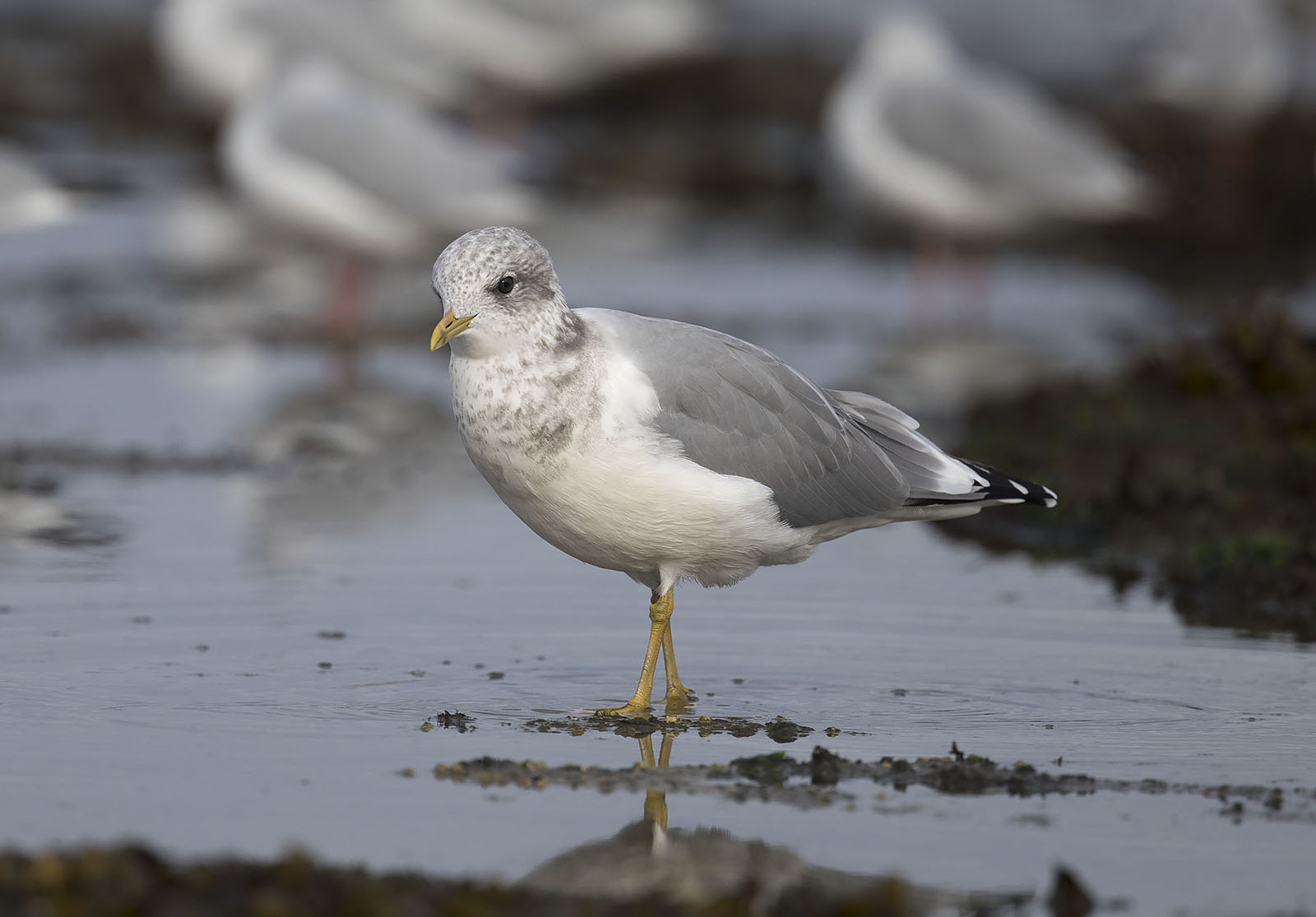 pewit: Mew Gulls / Short-billed Gulls