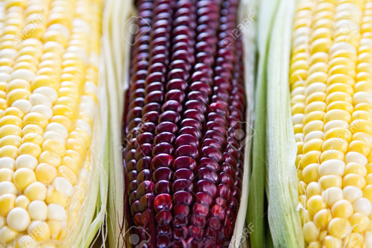 Seminte si plante de gradina hobby: Porumb Purple Corn