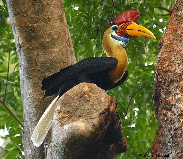 24+ Gambar Fauna Sulawesi