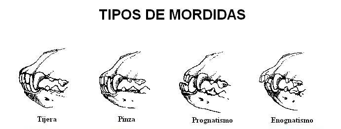 Standard Oficial del American Pit Bull Terrier | Sonrisa Pitbull