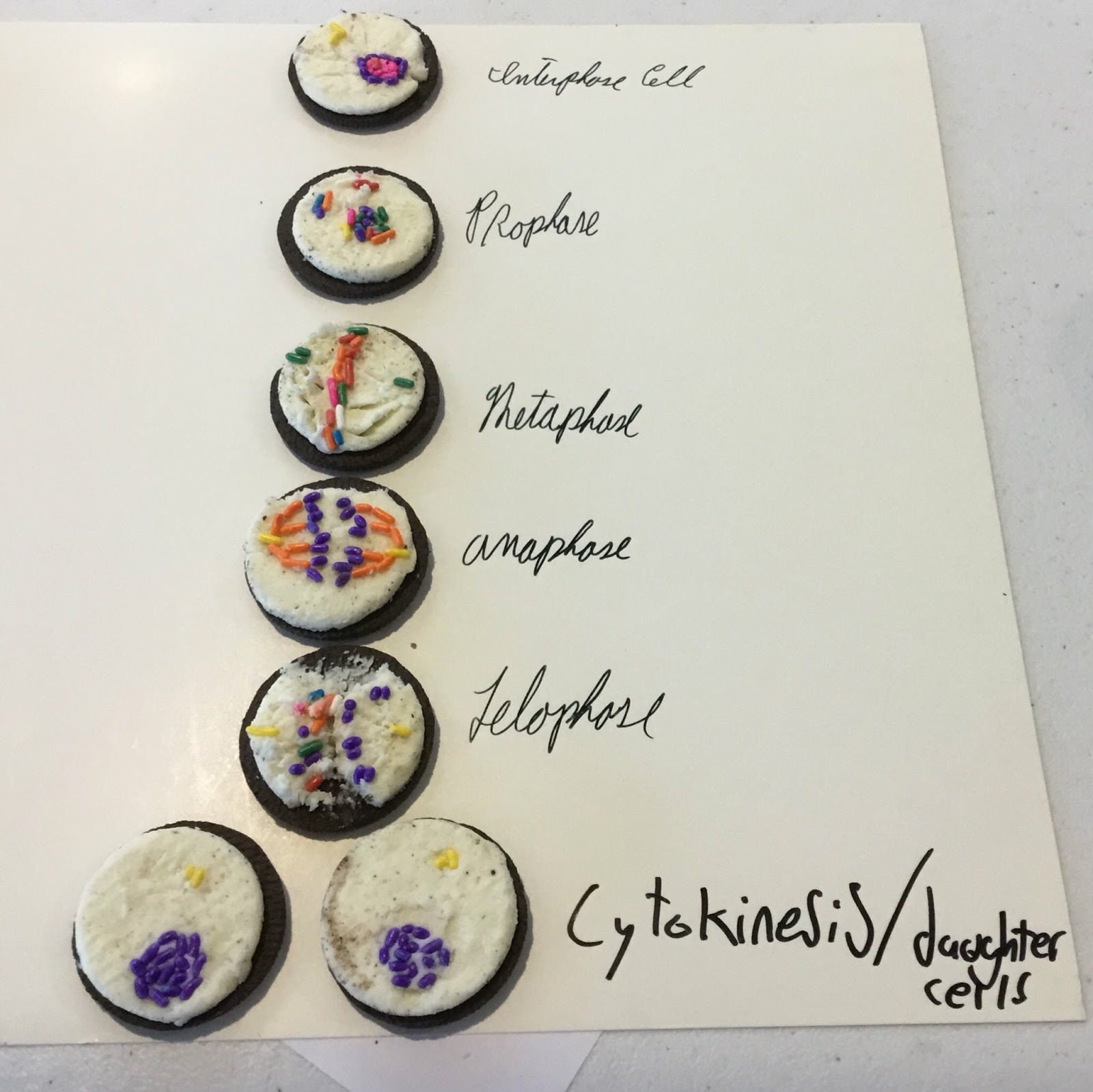 Biology by the Math Mom: Modeling Mitosis with Oreos