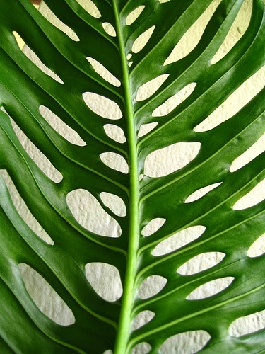 29 Weird leaf by Diznoof on Flickr | A Collection of Photos