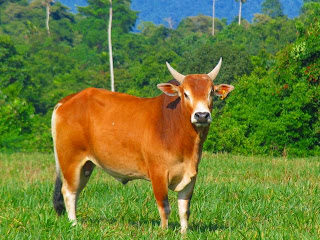 Panduan menternak lembu daging - Bincangkan sama2 | CariGold Forum