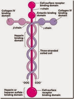 Opiniones de Laminina